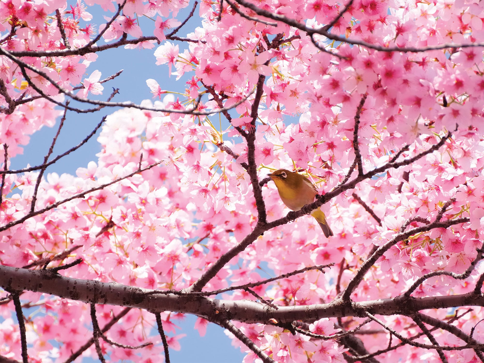 Springtime Spectacle in Japan | Seasons | Articles | OISHII