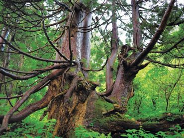 Sado Island – The Nature’s Paradise | Features | Articles | OISHII