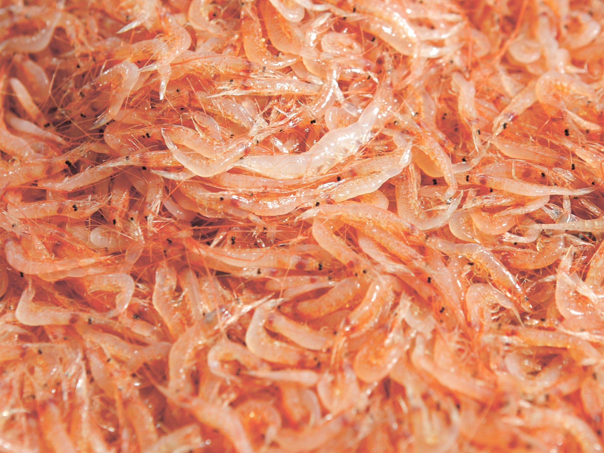 Sakura Ebi | Ingredients | OISHII Wiki | OISHII