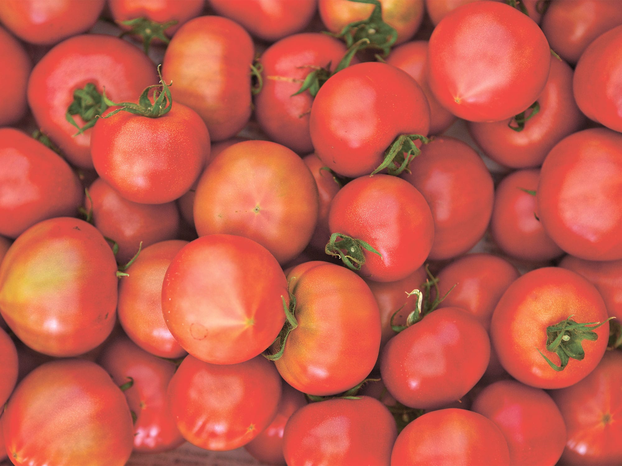 Amela Tomato | Ingredients | OISHII Wiki | OISHII