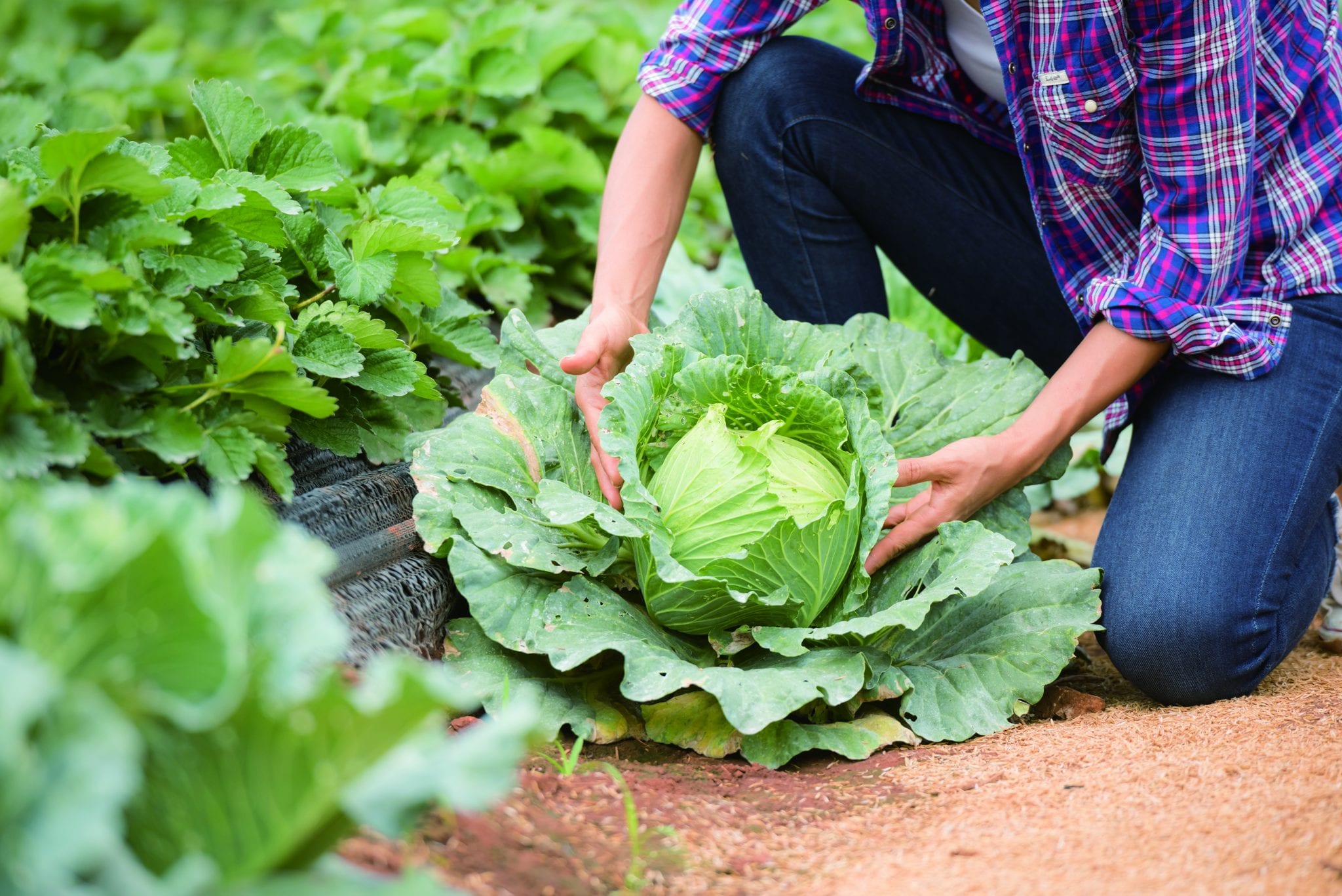 Cabbage in every way | OISHII