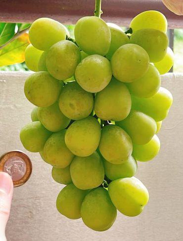 Shine Muscat Grapes from Japan are now available on OISHII! (2023) | OISHII